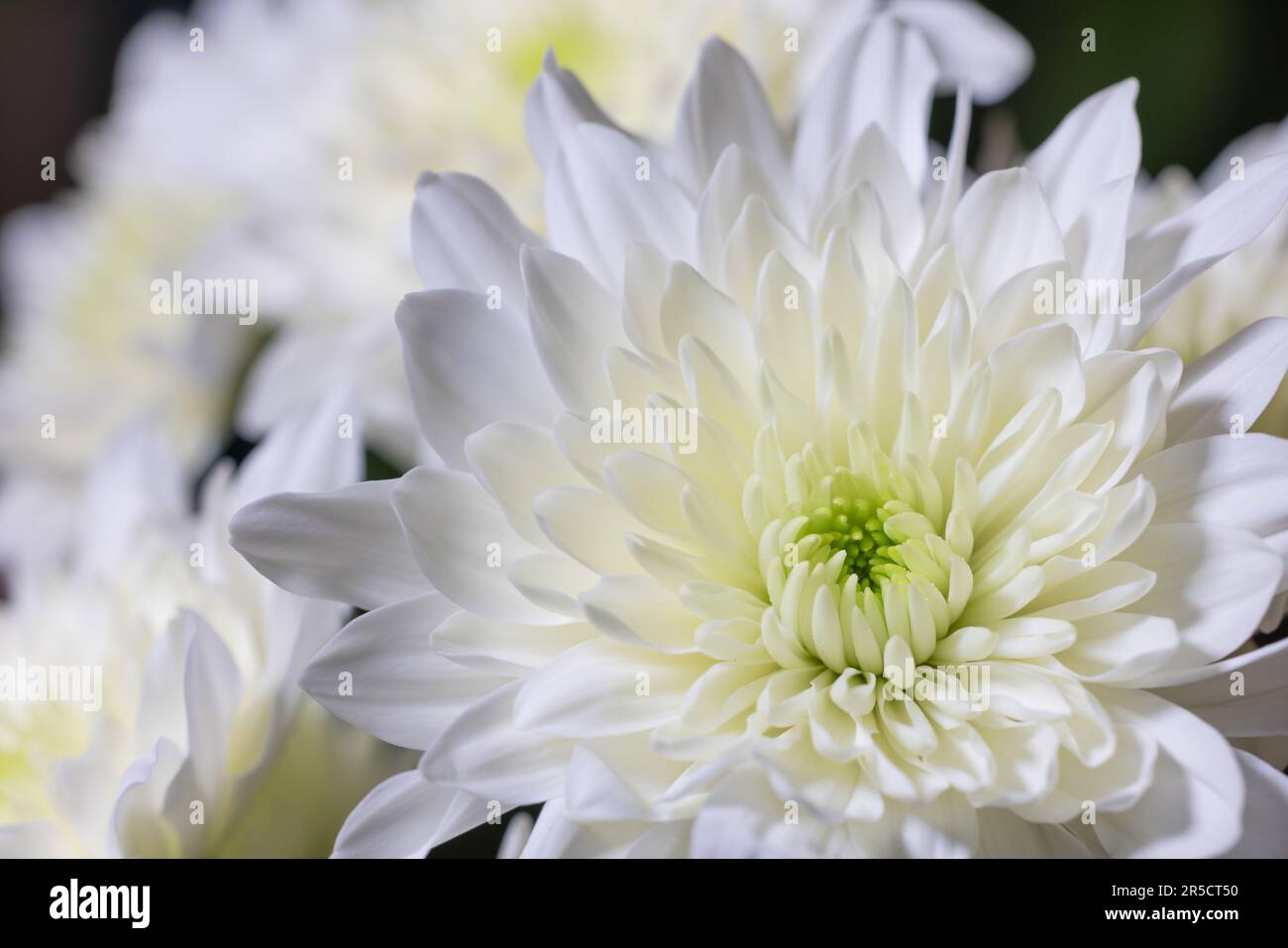 Experience the delightful beauty of a white Chinese aster through this ...