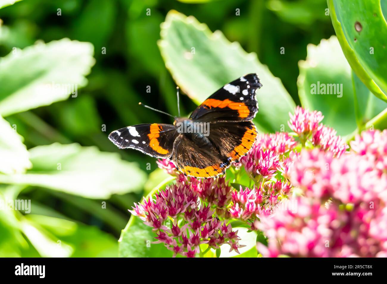 Photography to theme beautiful black butterfly Monarch on meadow flower ...