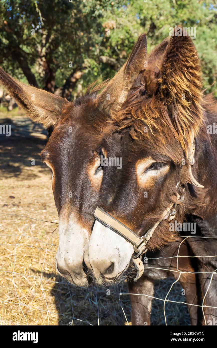 Brown Catalan donkey in a beige bridle with long hair on his ears on a ...