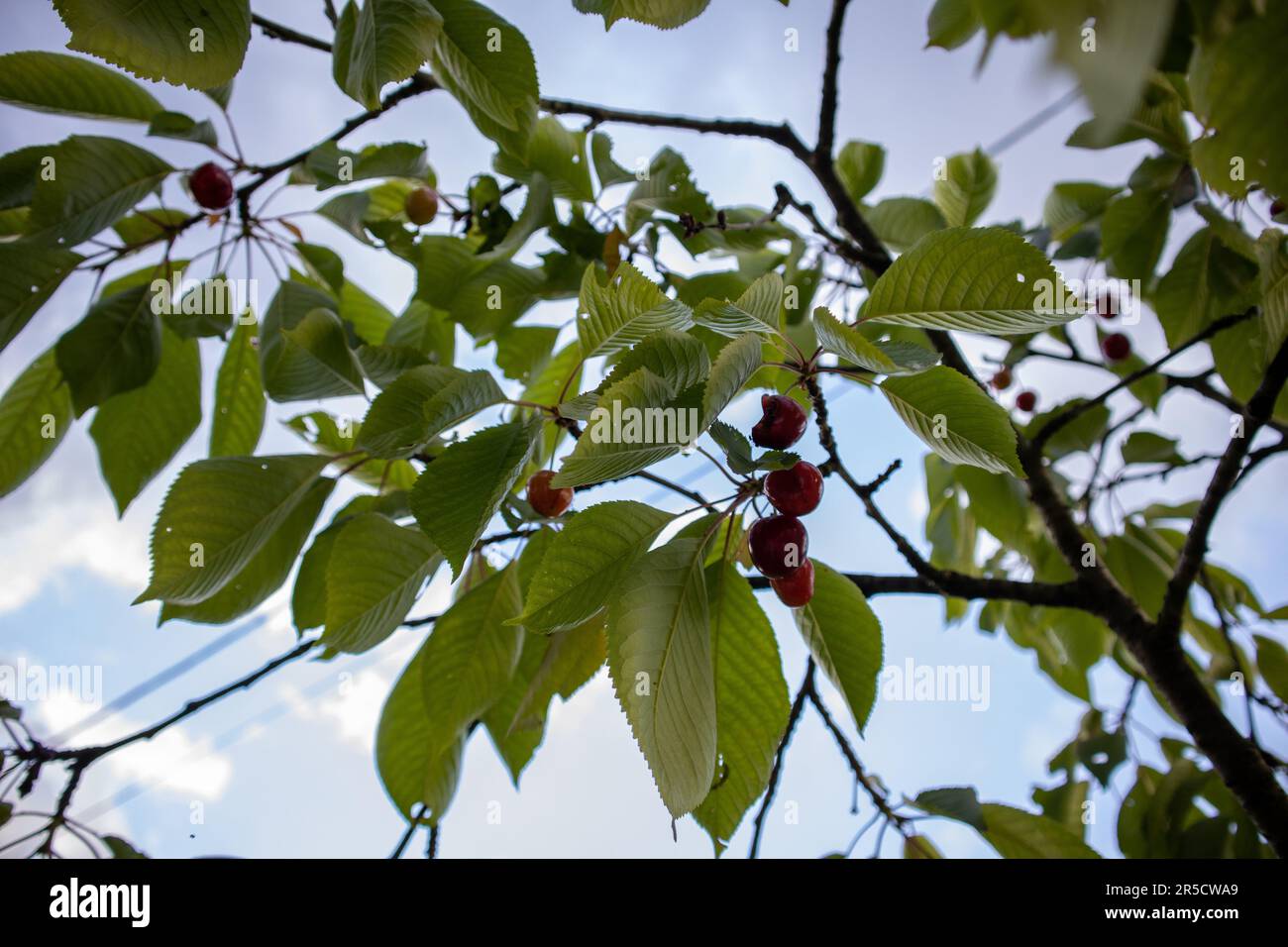Red cherry tree hi-res stock photography and images - Alamy