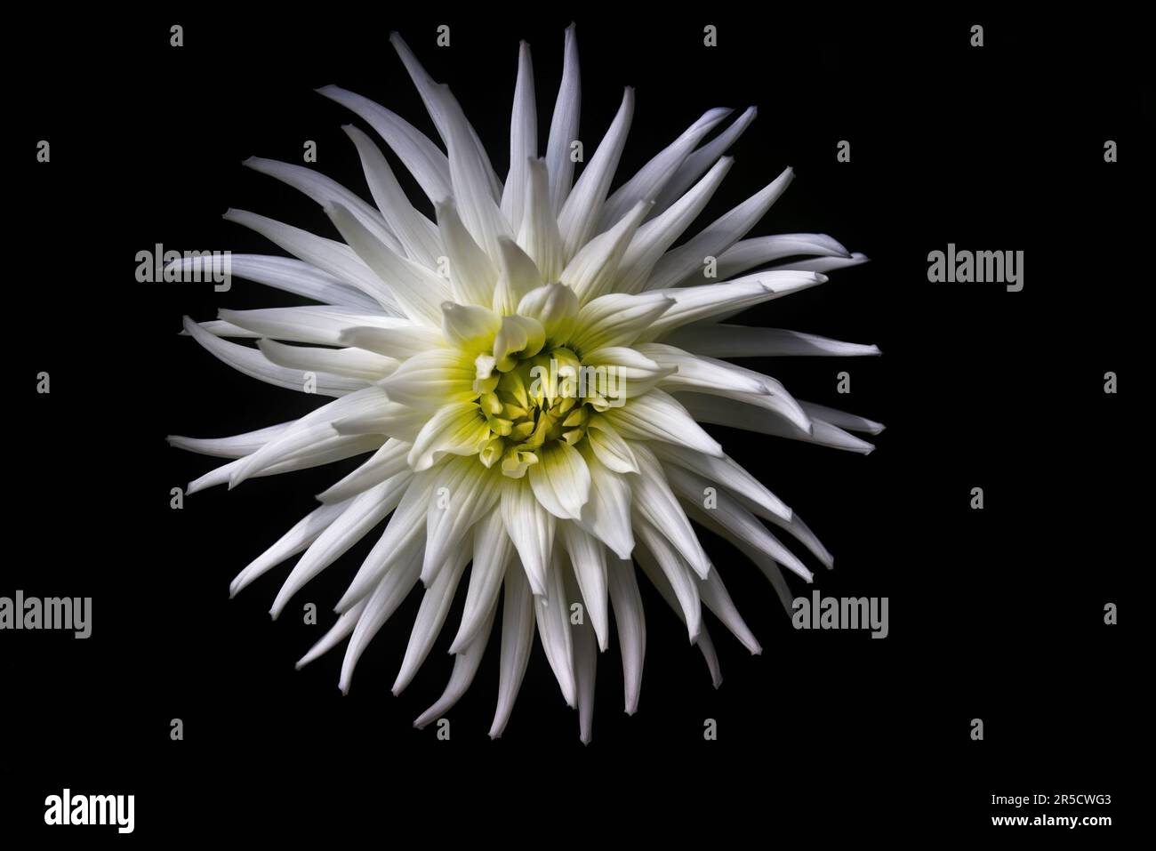 Simple Beauty: The soft texture and simple composition of this White ...