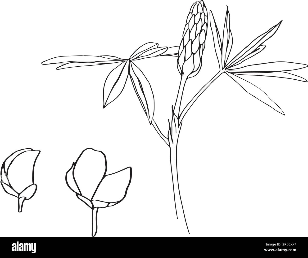 Sketch Floral Botany Collection. lupine flower. Lupinus drawings. Black ... Sketch Floral Botany Collection. lupine flower. Lupinus drawings. Black ...