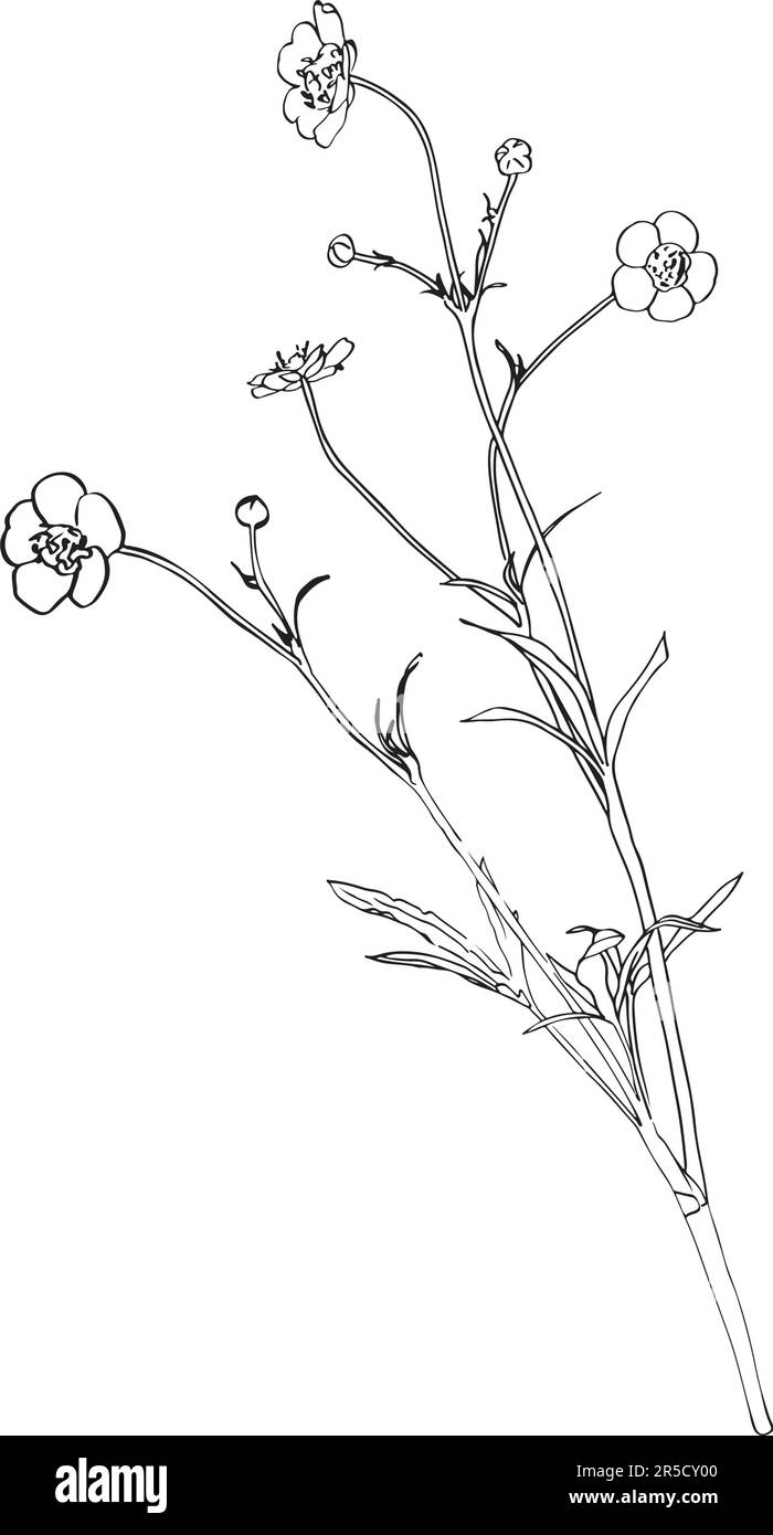 Sketch Floral Botany Collection. Flower drawings. Buttercup, paigle ...