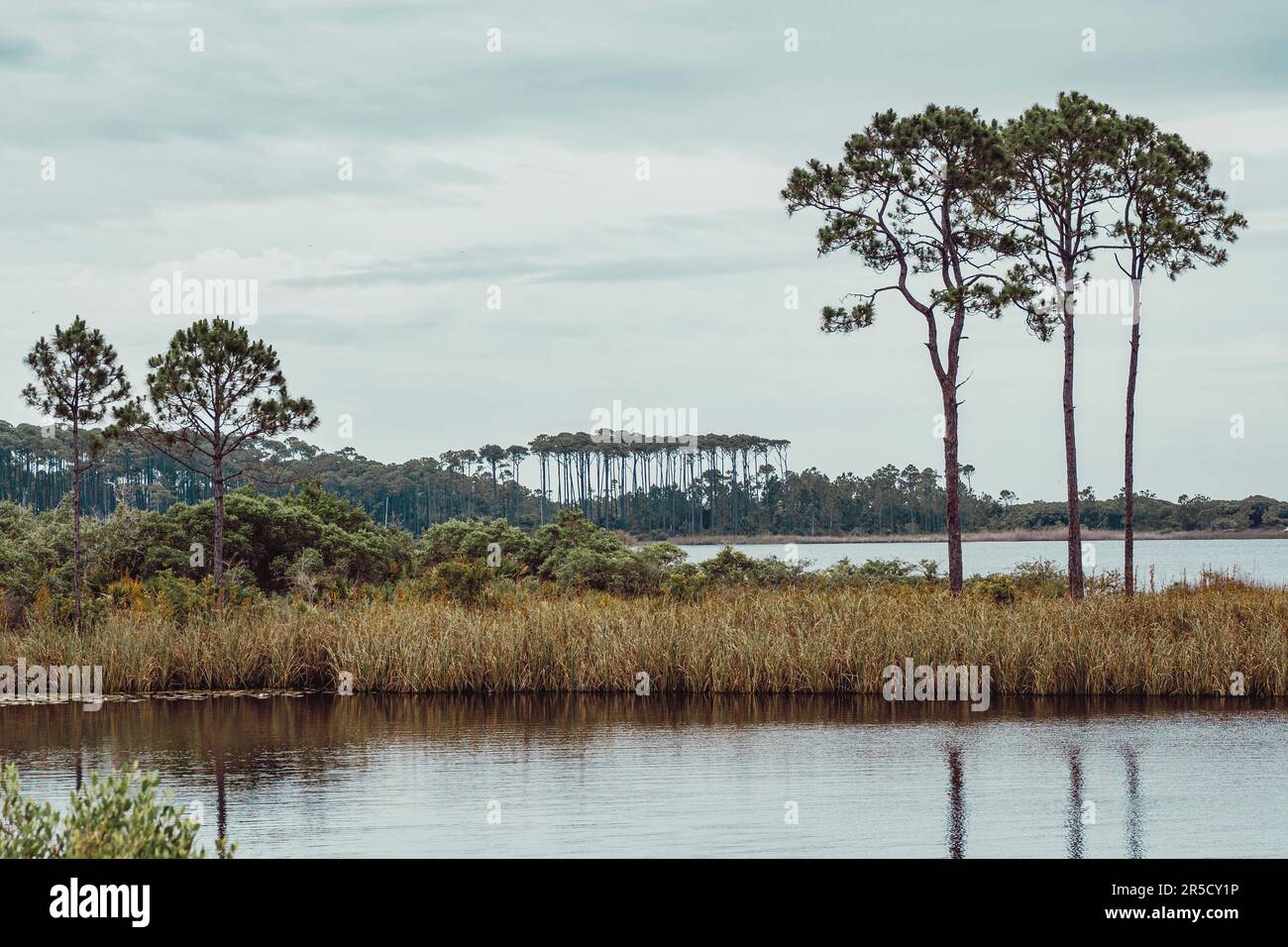 Longleaf pines on the far shore of Western Lake, a coastal dune lake on ...