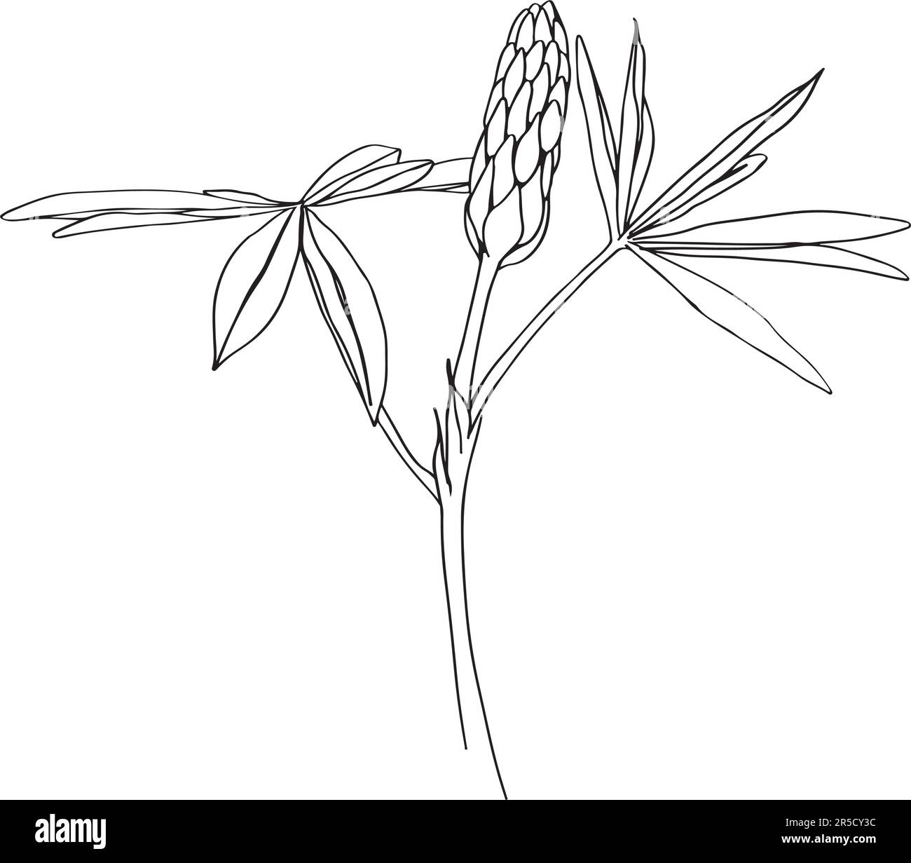 Sketch Floral Botany Collection. lupine flower. Lupinus drawings. Black ...