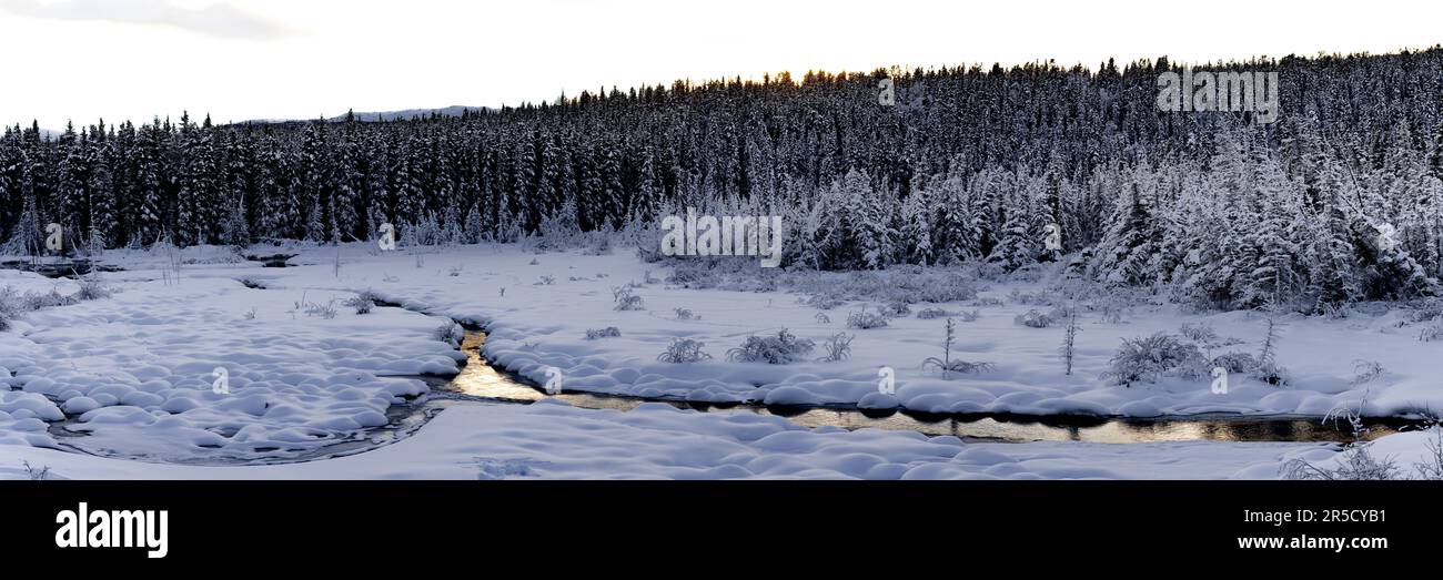 Boreal tree top hi-res stock photography and images - Alamy