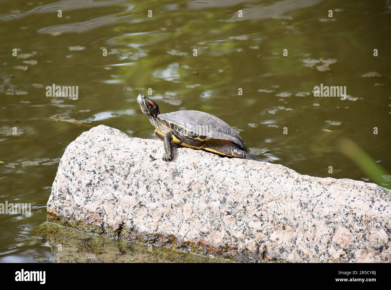 A small turtle sun bathing to regulate its internal body temperature ...