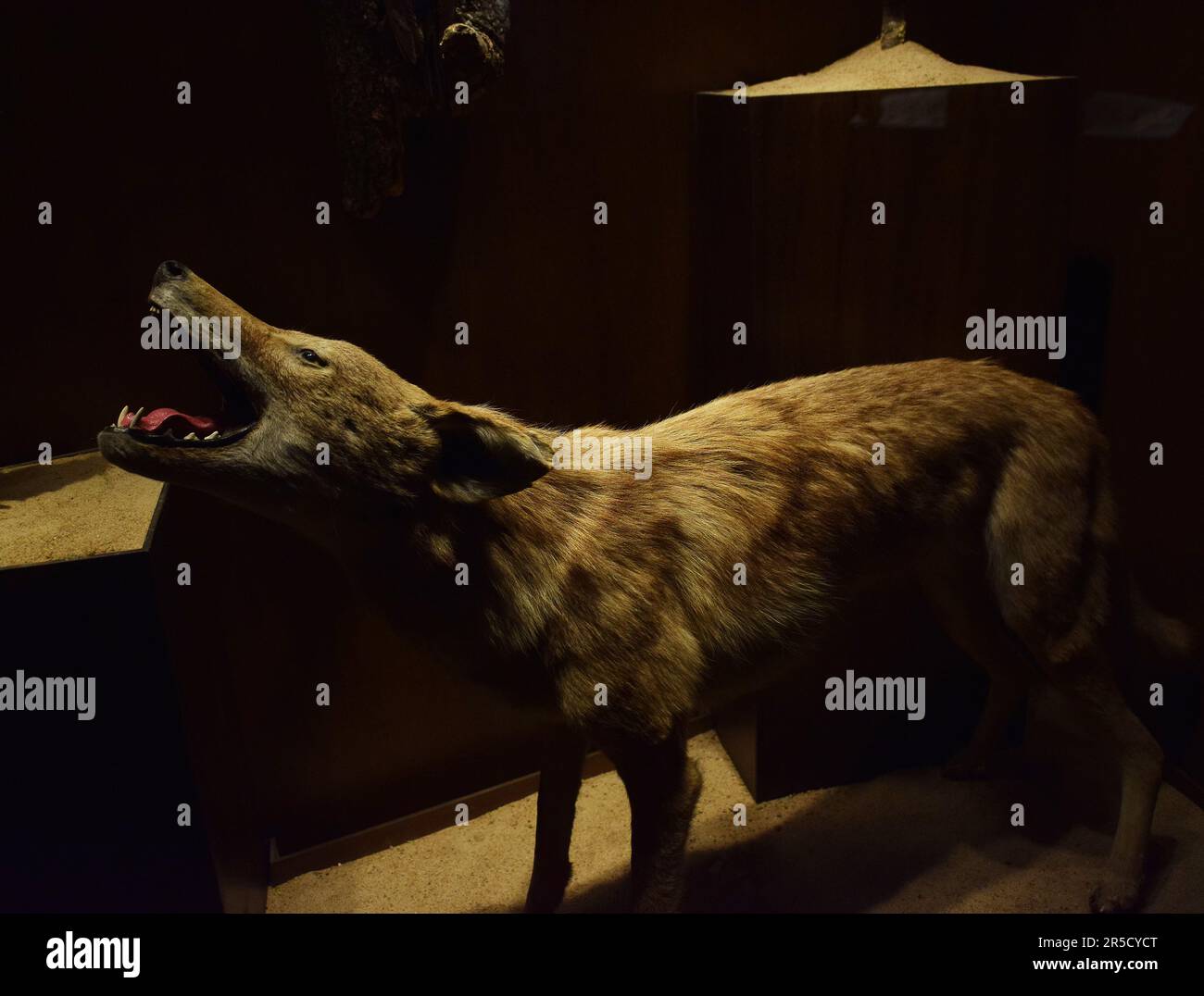 A mummified wolf displayed at Houston Museum of Natural Science Stock ...