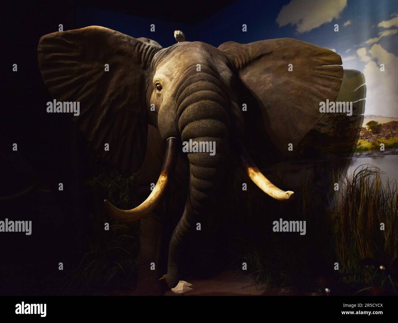 An elephant model or mummified animal displayed at Houston Museum of ...