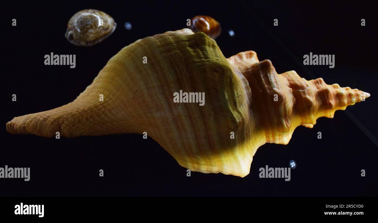 A beautiful conch shell displayed at Houston museum of natural science ...
