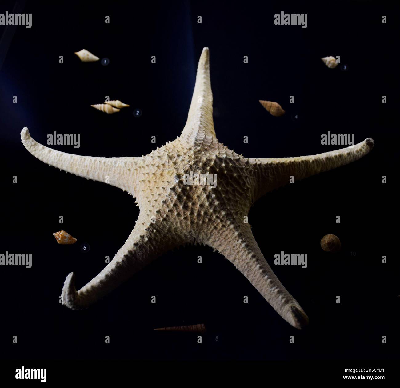 A white star fish inside a jar at Houston museum of natural science ...