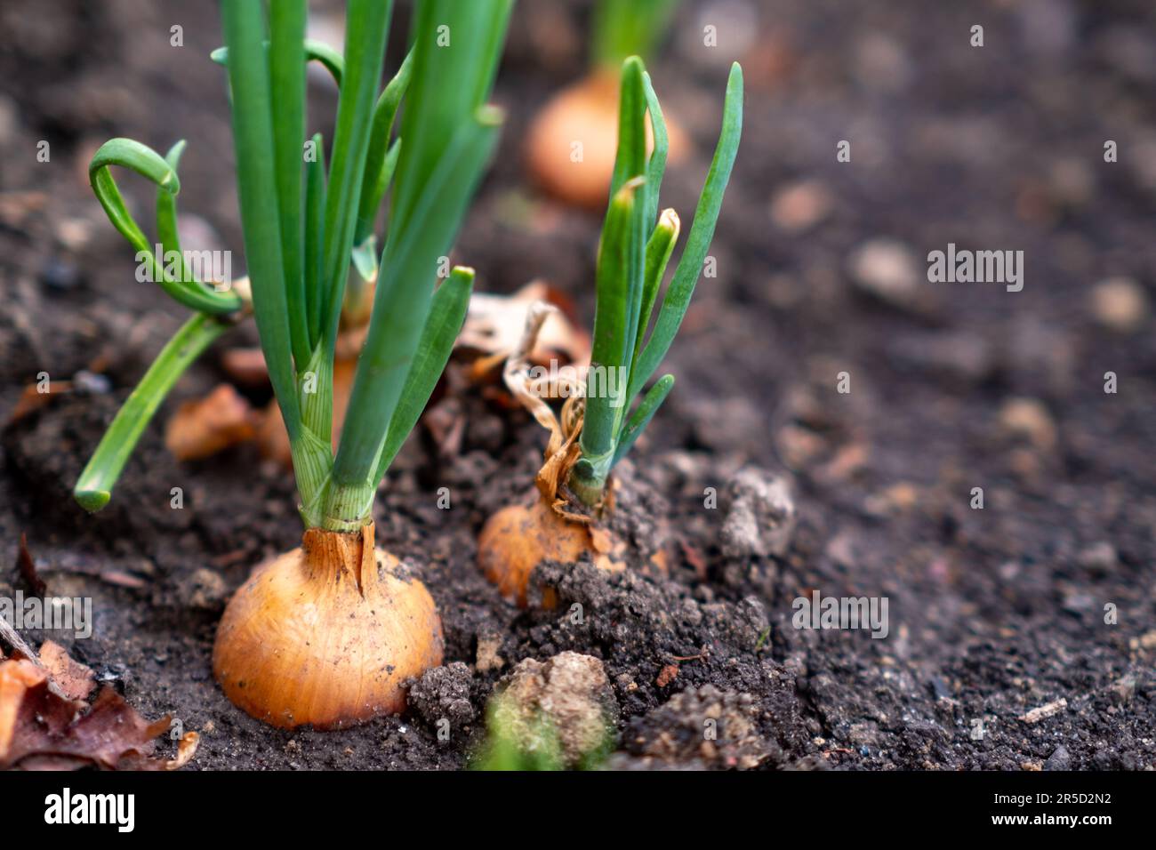 Fresh sprouted onions in soil hi-res stock photography and images - Alamy