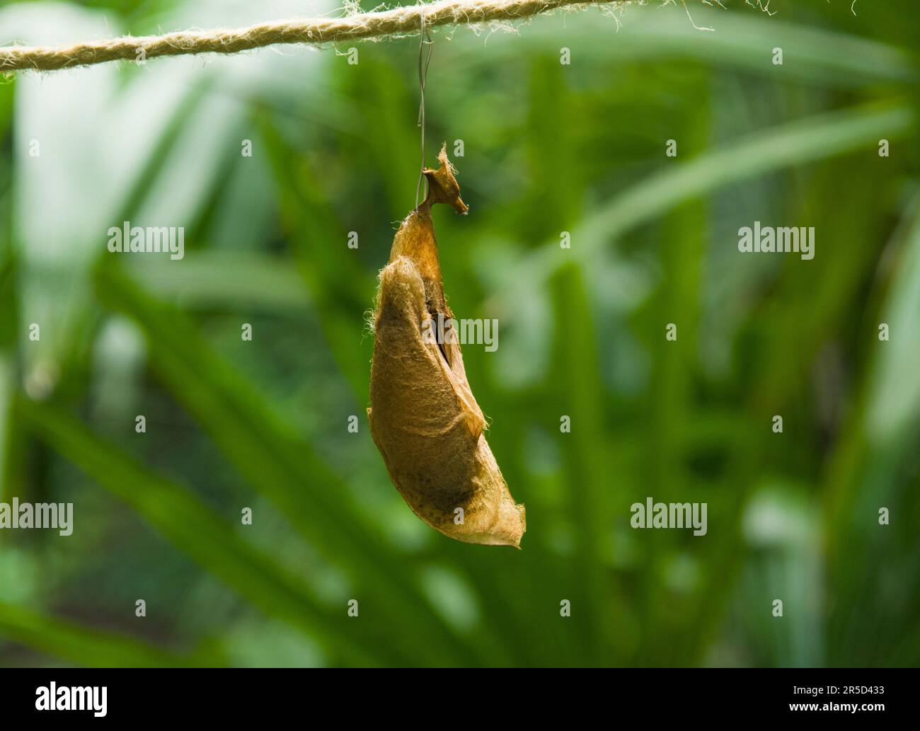 butterfly pupa hanging on a thread Stock Photo - Alamy