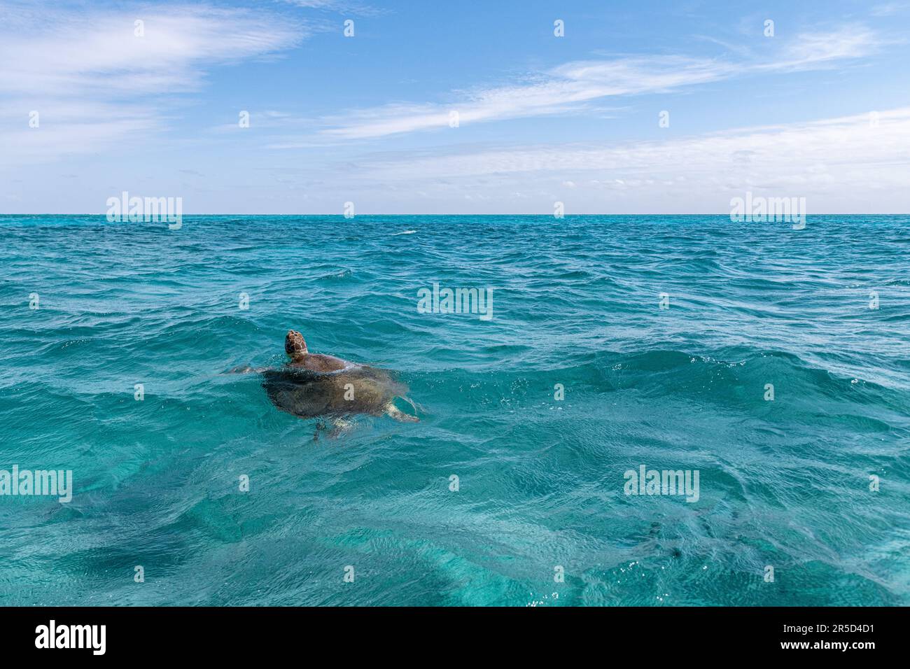 Wild sea turtle swimming the the surface in teal sea in Quintana Roo ...