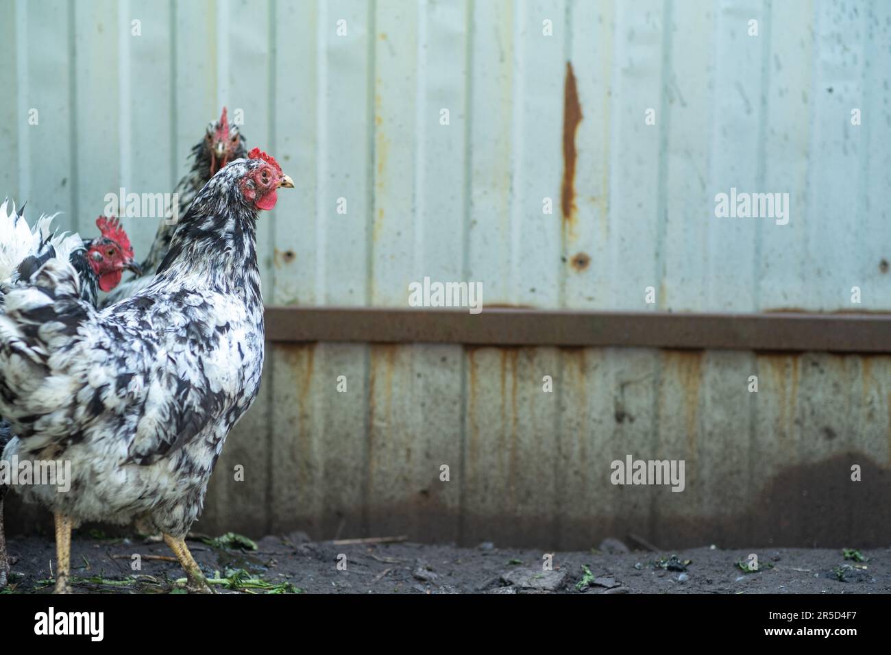 Chickens in traditional village hi-res stock photography and images - Alamy