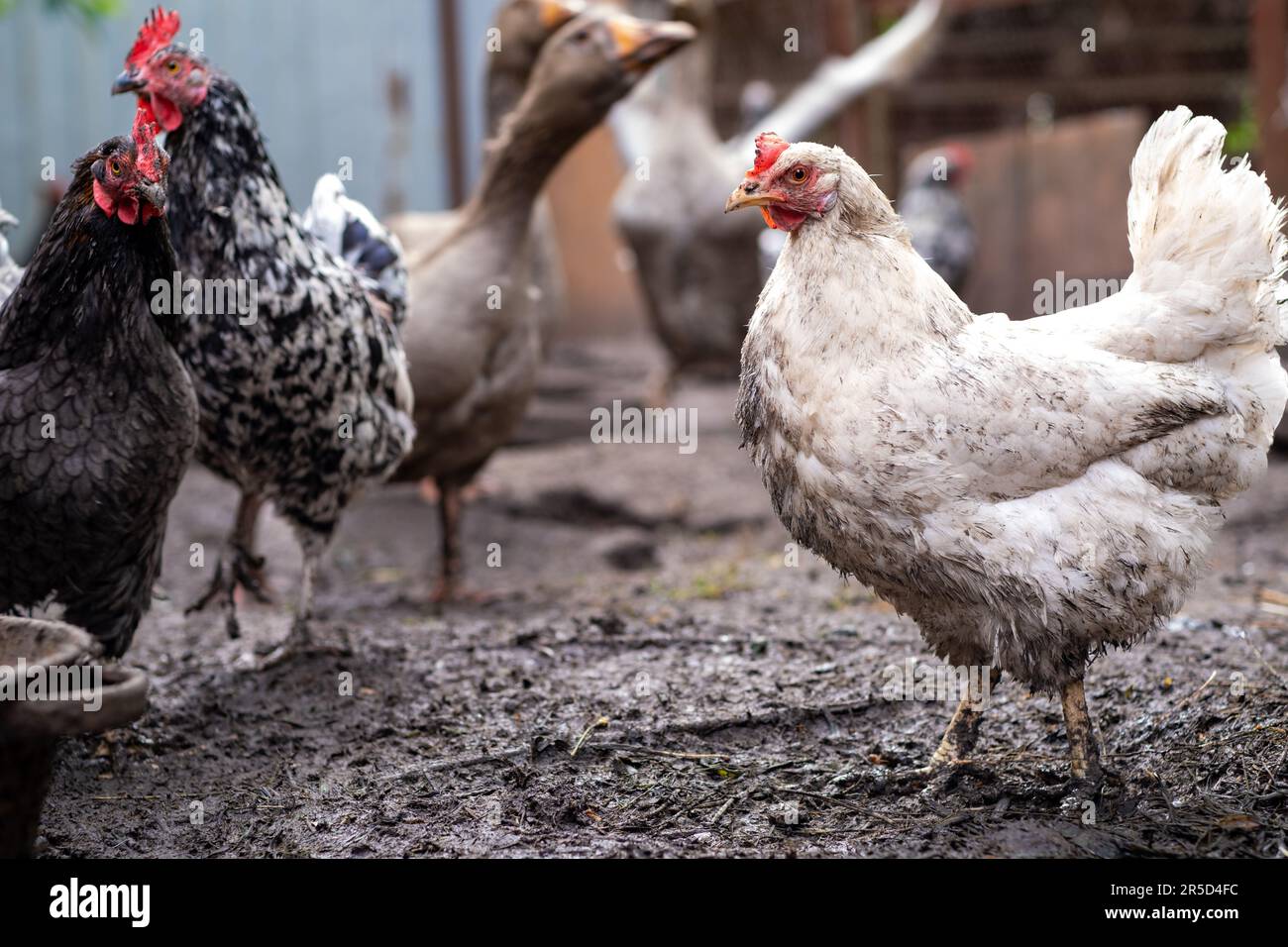 chickens on the traditional free range poultry farm in the village ...