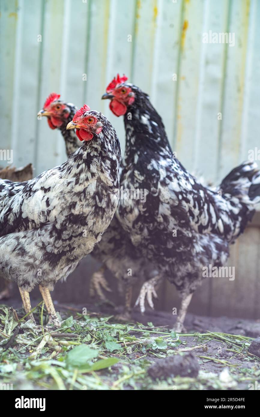 chickens on the traditional free range poultry farm in the village ...