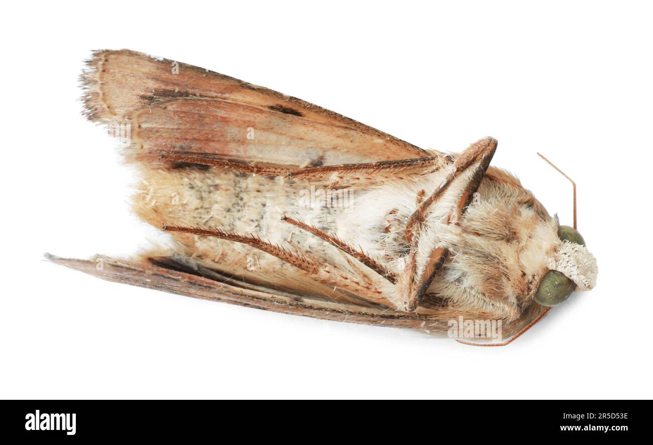 Dead corn earworm moth isolated on white, top view Stock Photo - Alamy