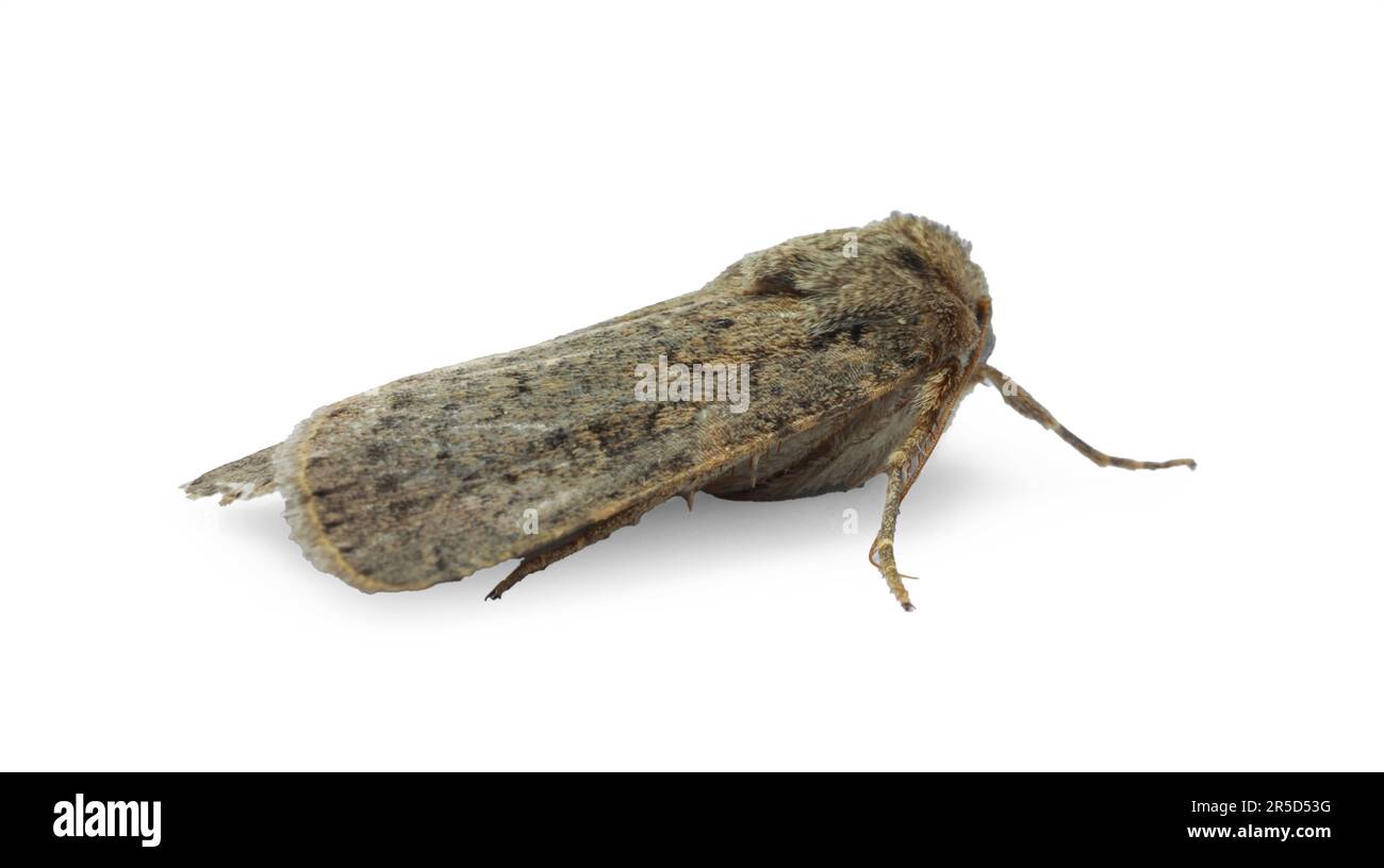 Brown house moth Cut Out Stock Images & Pictures - Alamy