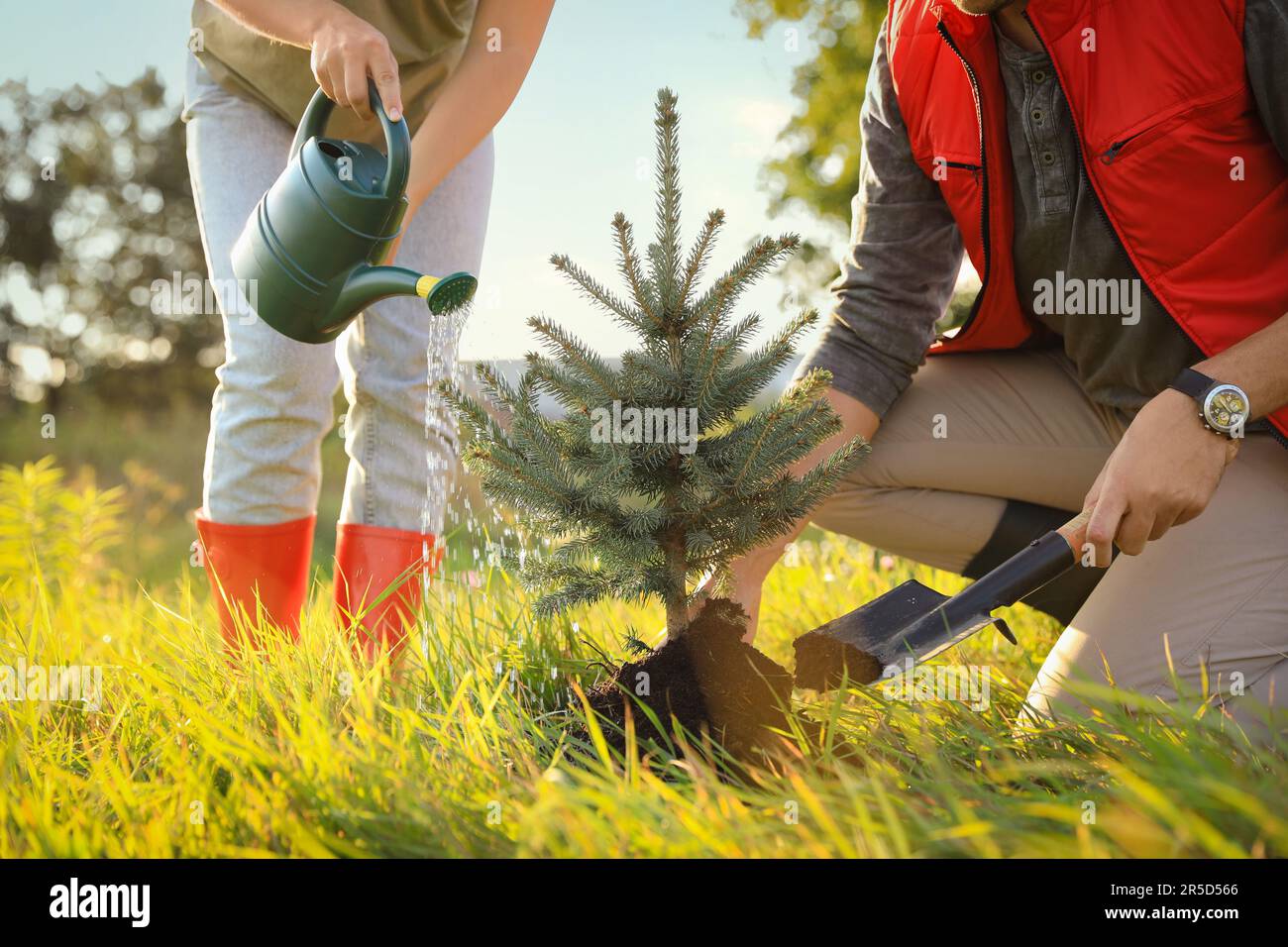 Woman planting conifer tree hi-res stock photography and images - Alamy