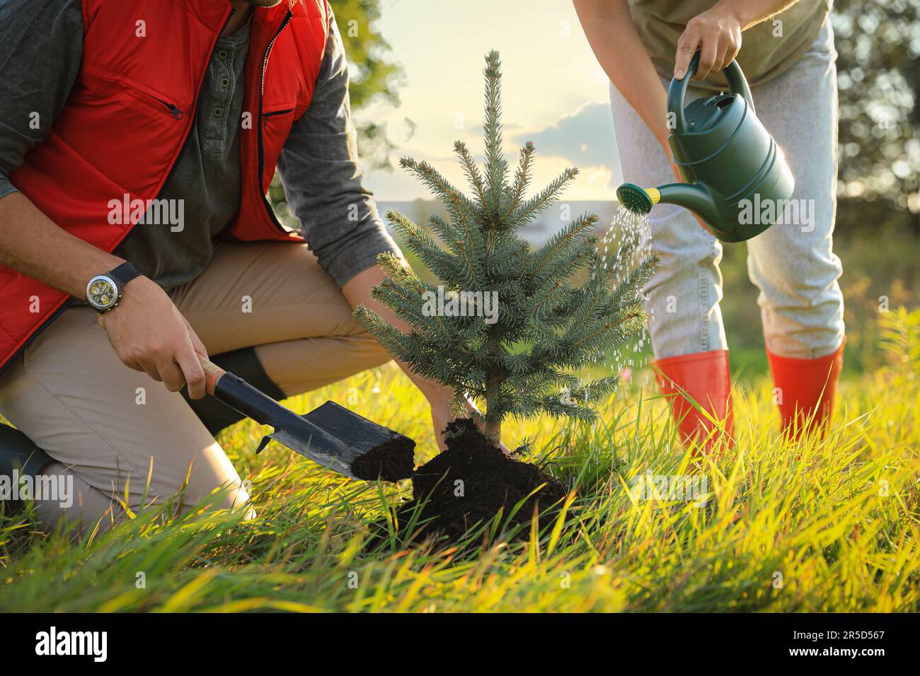 Couple planting conifer tree in meadow on sunny day, closeup Stock ...