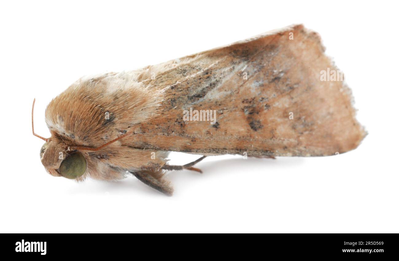 Single corn earworm moth isolated on white Stock Photo - Alamy