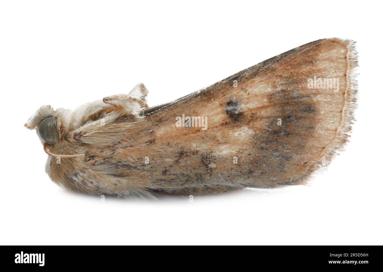 Corn Earworm Moth