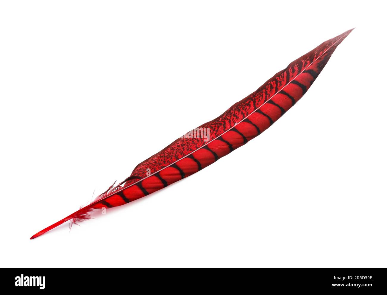 Beautiful red bird feather isolated on white, top view Stock Photo - Alamy