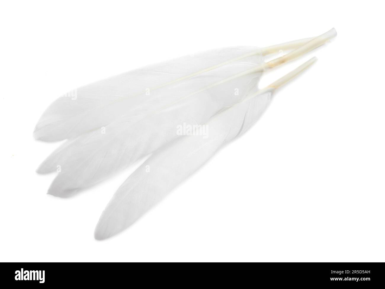Beautiful fluffy bird feathers on white background, top view Stock ...