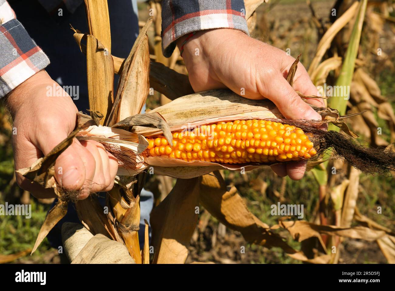 Picking grains hi-res stock photography and images - Alamy