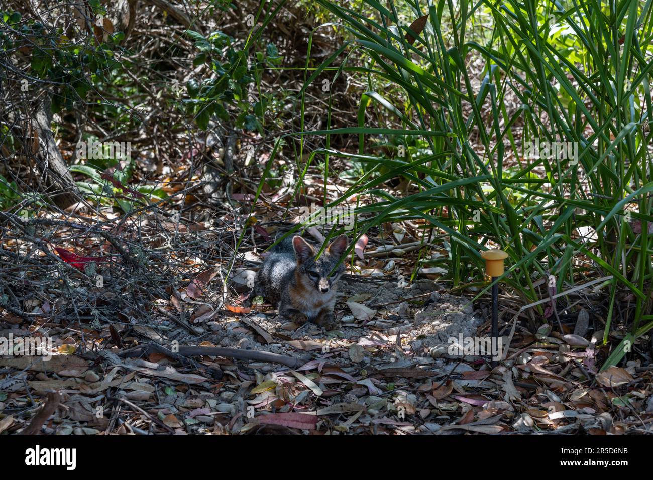 Island fox in the coastal area in Goleta, near Santa Barbara, Southern ...