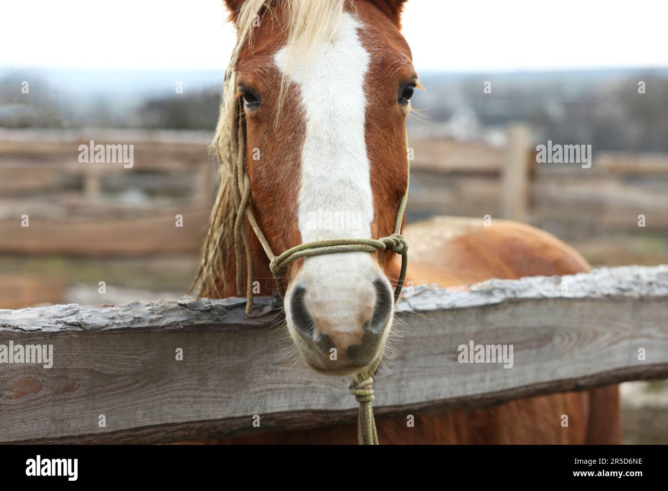 Outdoor stable hi-res stock photography and images - Alamy