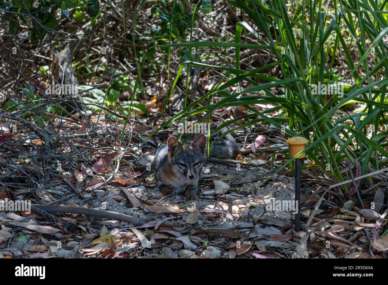 Island fox in the coastal area in Goleta, near Santa Barbara, Southern ...