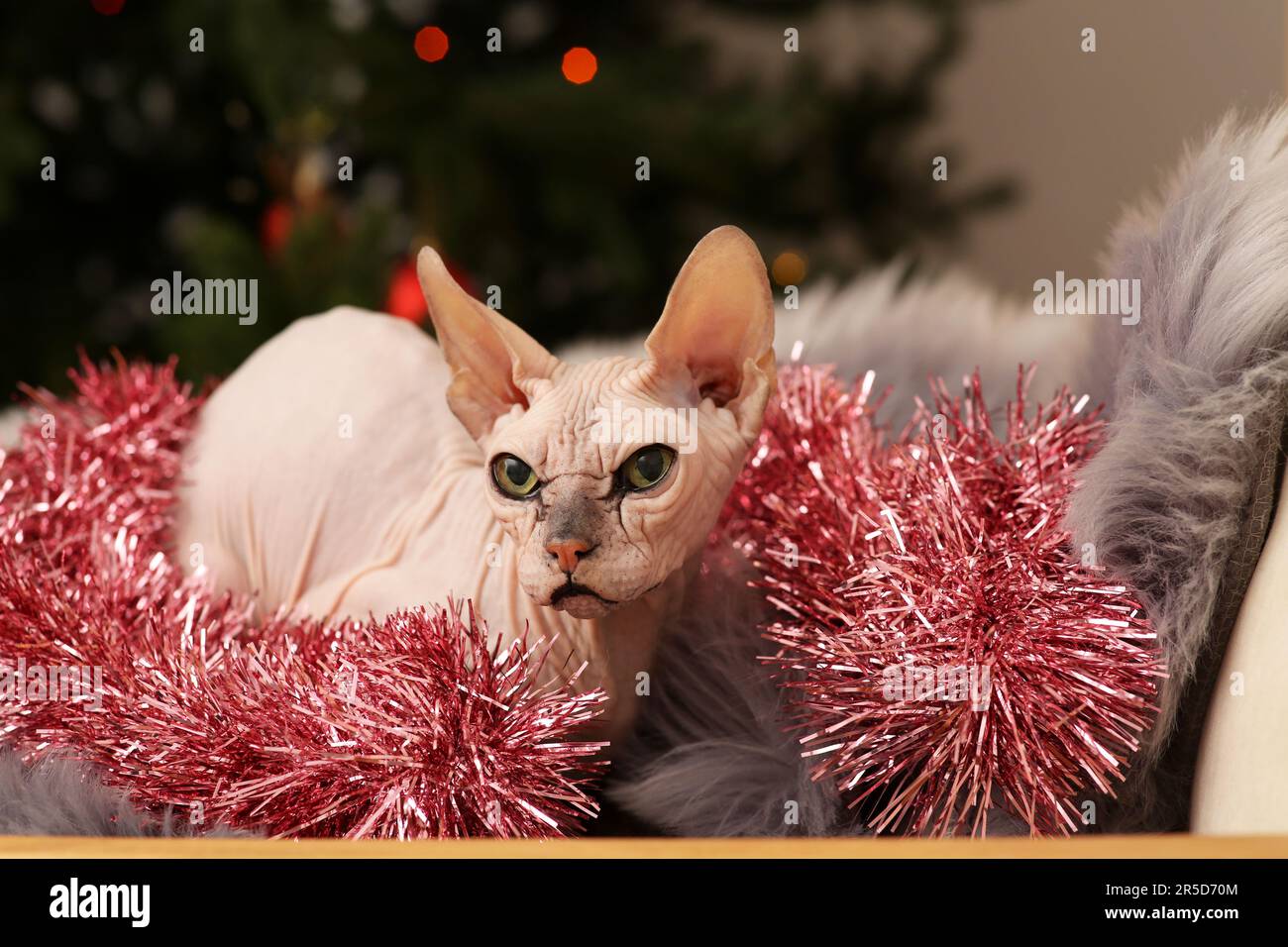 Adorable Sphynx cat with colorful tinsel on fluffy blanket indoors ...