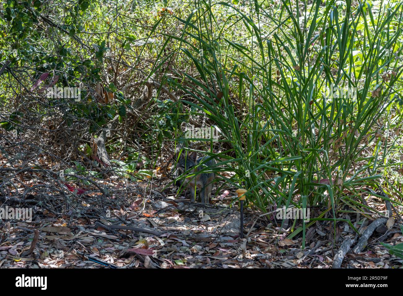Island fox in the coastal area in Goleta, near Santa Barbara, Southern ...