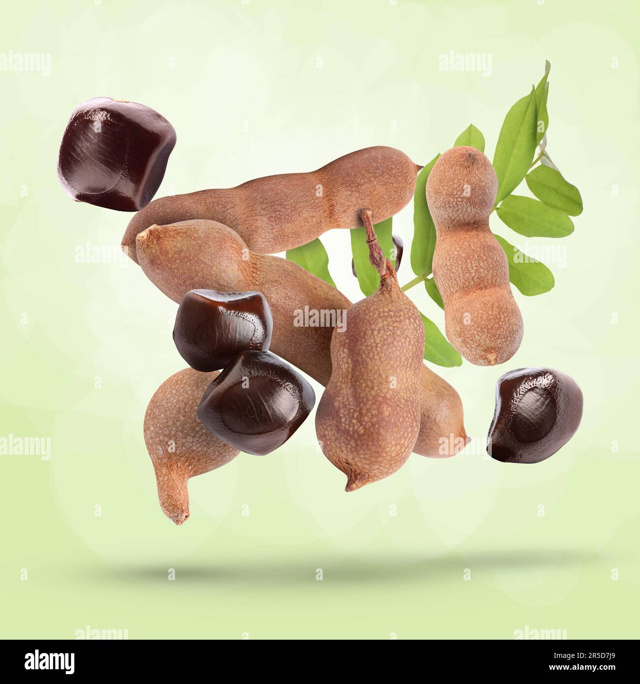 Ripe tamarind pods, seeds and leaves falling on pale light green ...