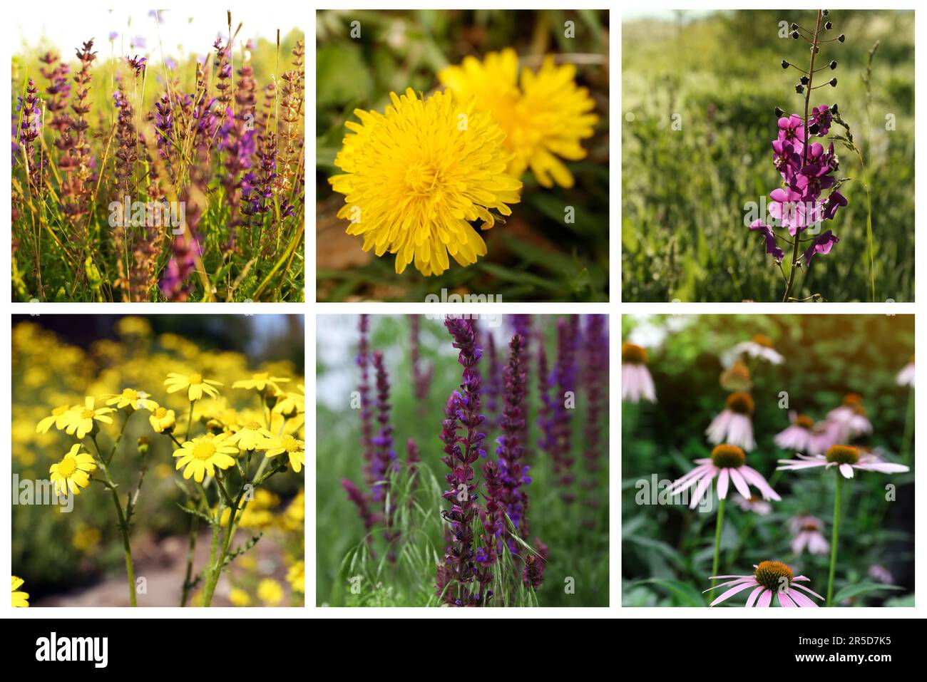 Wildflower meadow in bloom Cut Out Stock Images & Pictures - Alamy