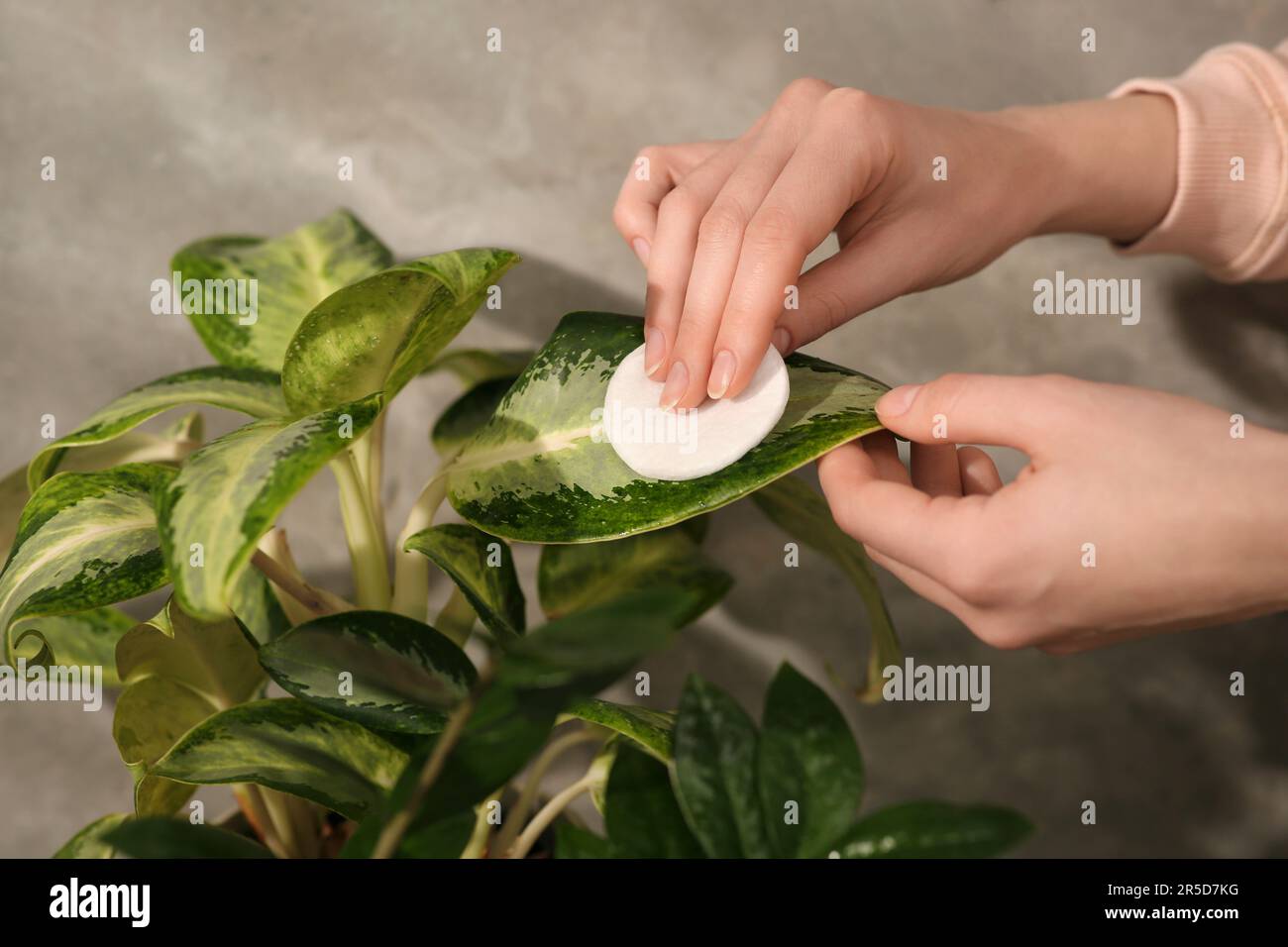 Wipe leaves houseplants hi-res stock photography and images - Alamy