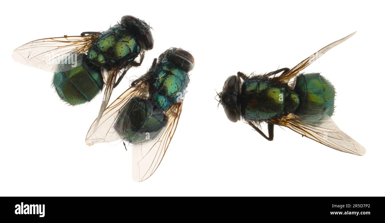 Collage with common green bottle flies on white background Stock Photo ...