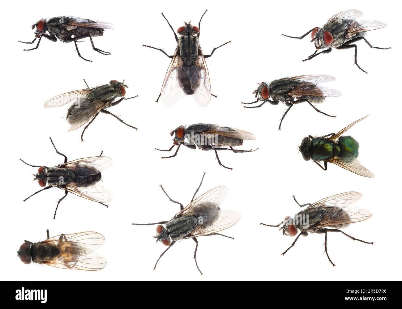 Collage with different common flies on white background Stock Photo - Alamy