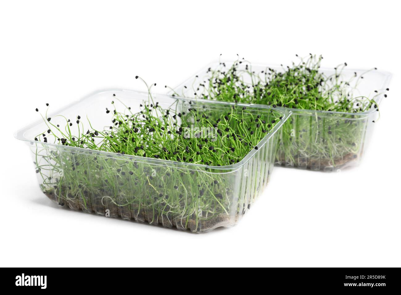 Plastic containers with fresh micro green on white background Stock ...