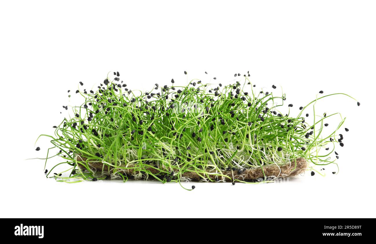 Fresh micro green on white background Stock Photo - Alamy