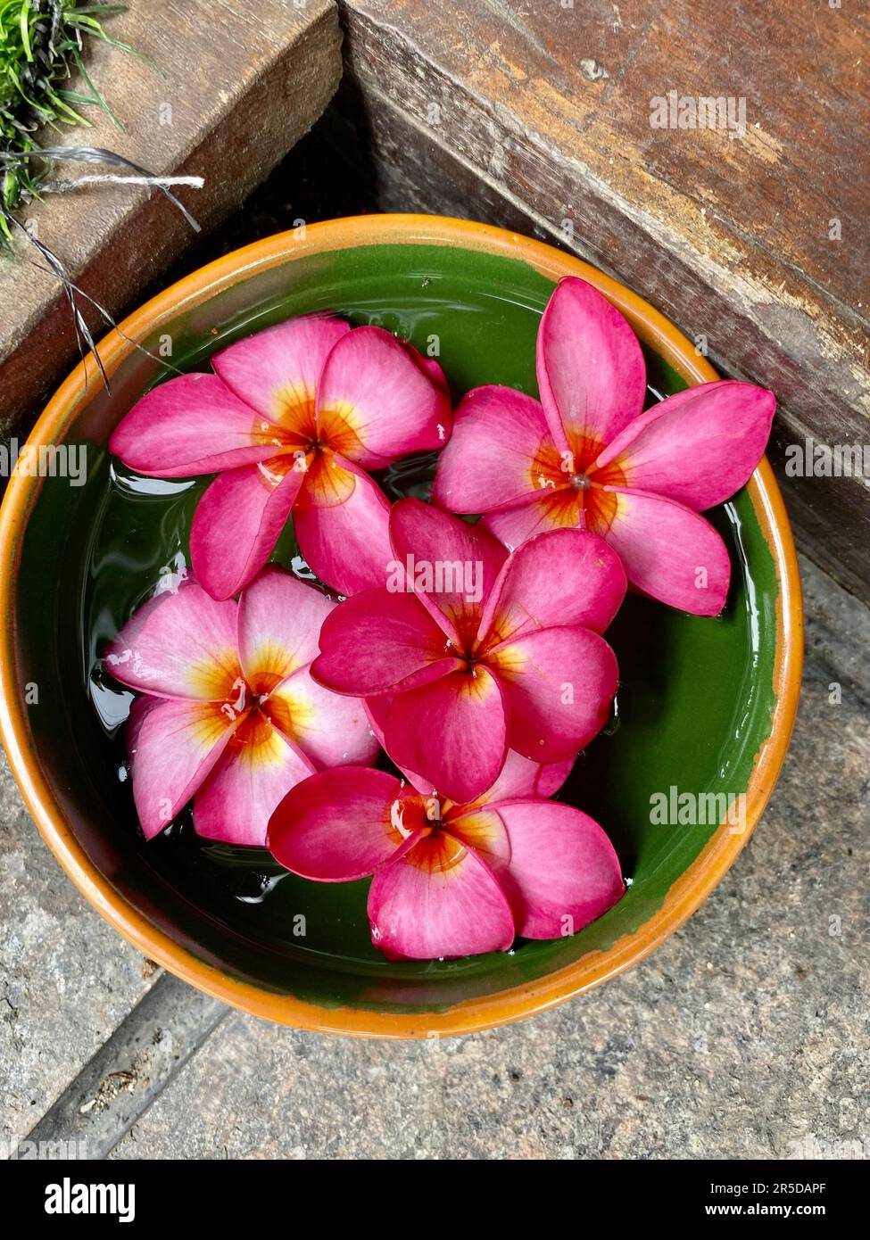 Beautiful flowers in my Garden in Sri Lanka. Visit Sri Lanka Stock ...