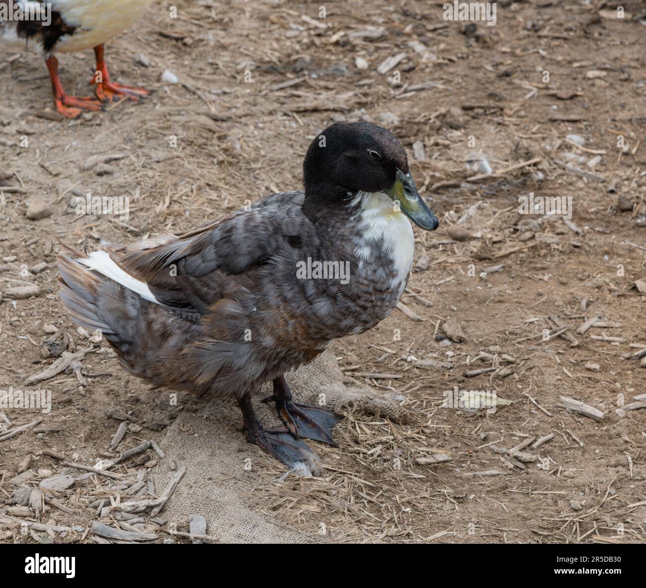 Hybrid ducks at the Andrée Clark Bird Refuge in Santa Barbara, Southern ...