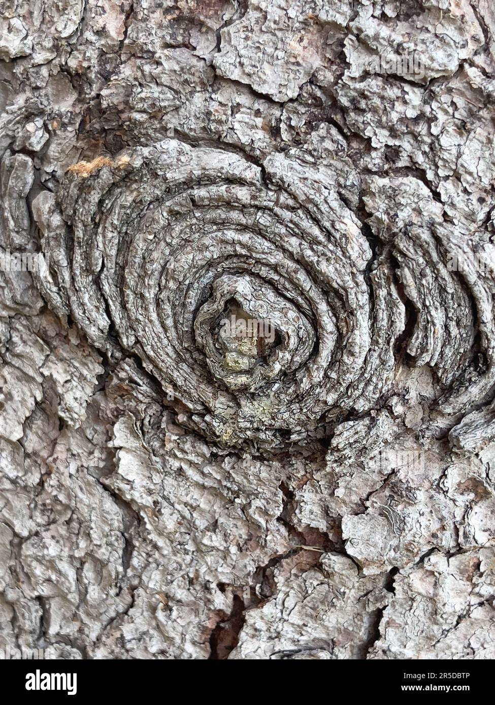 Tree knot hi-res stock photography and images - Alamy