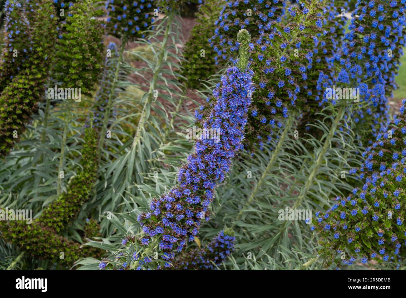 Beautiful pride of madeira flowers in bloom, Southern California Stock ...