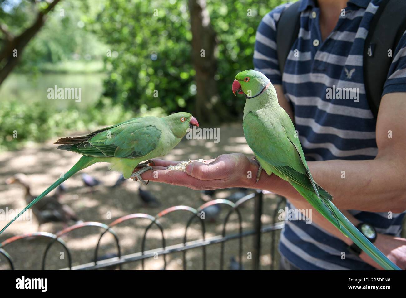 Feeds parakeets in st jamess park in london hi-res stock photography ...