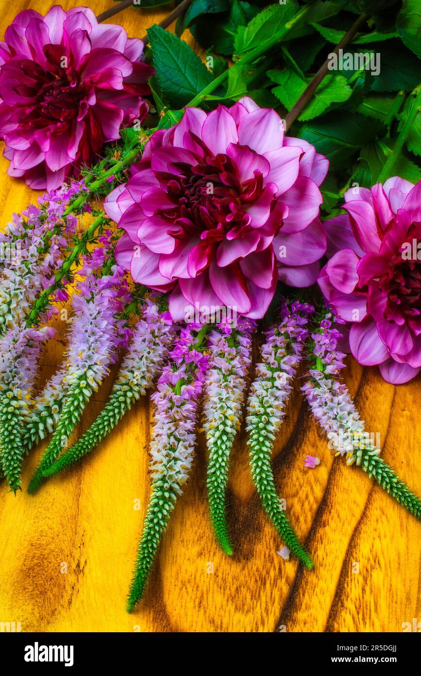 Purple Dahlias And Veronica Still Life Stock Photo - Alamy