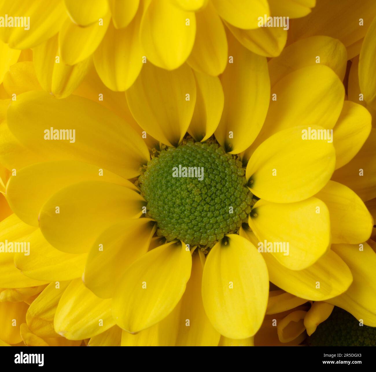 Yellow pom pom flowers hi-res stock photography and images - Alamy