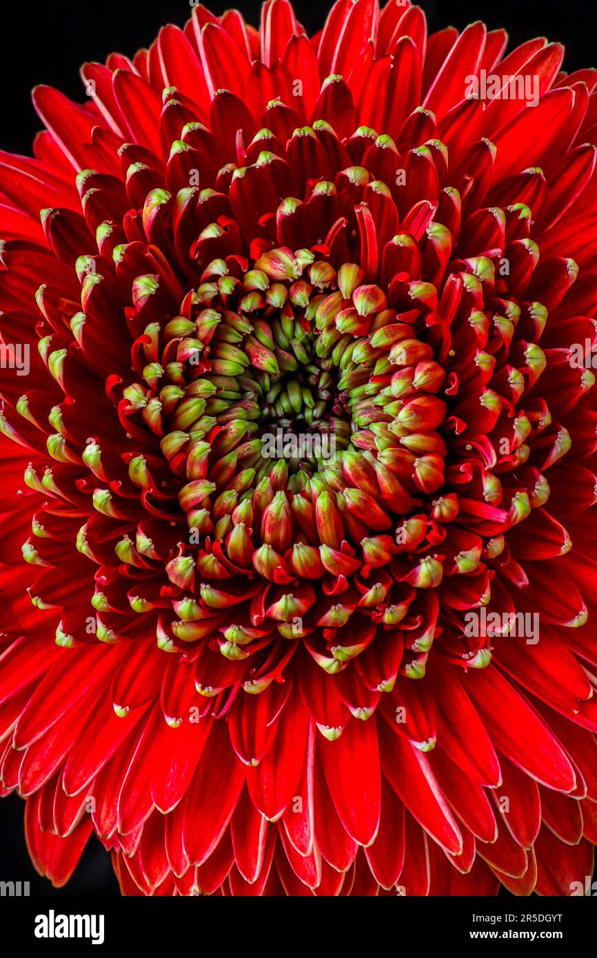 Red Daisy Detail Stock Photo - Alamy